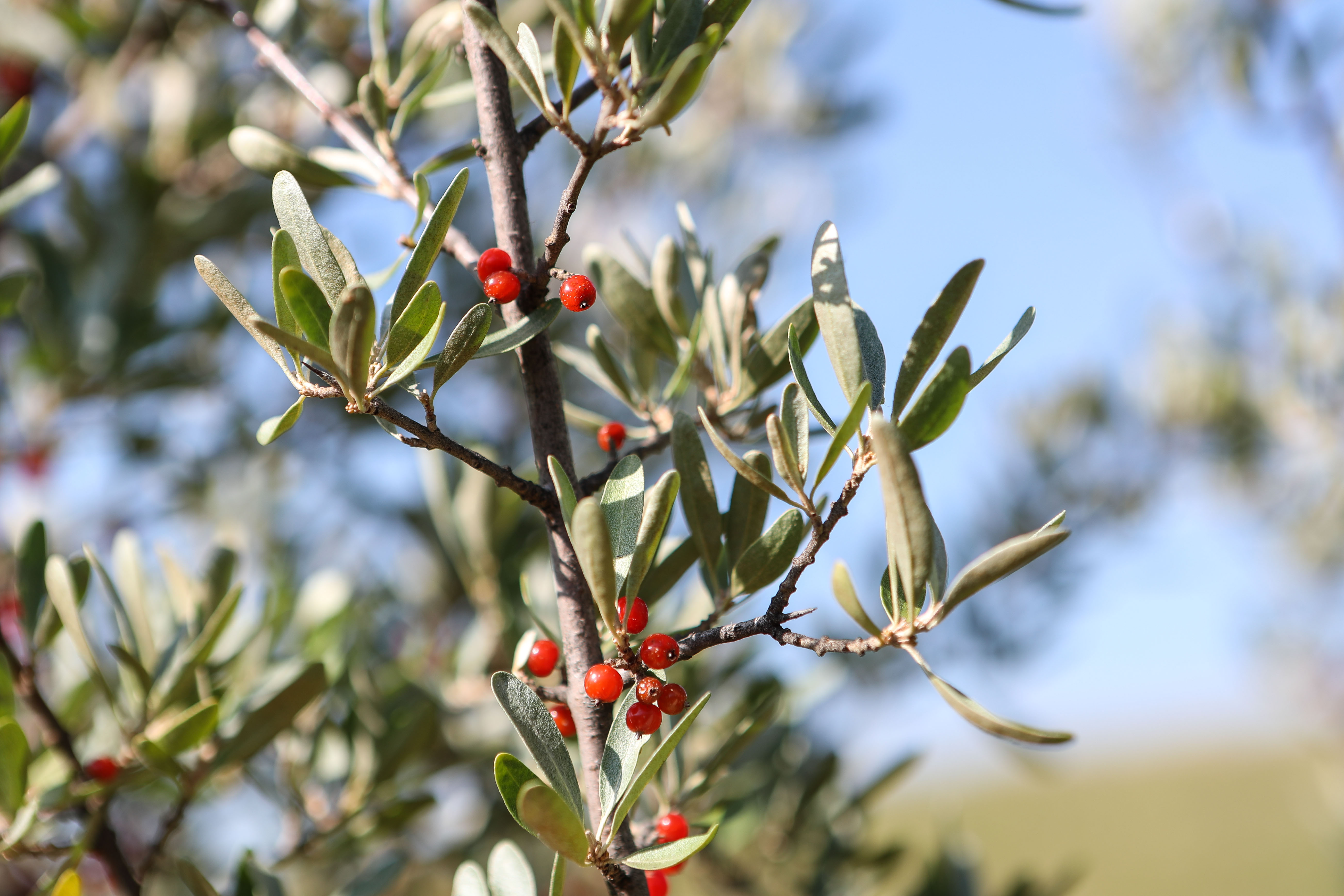 Photos from Dinner of the Berry Moon | Coteau des Prairies Lodge